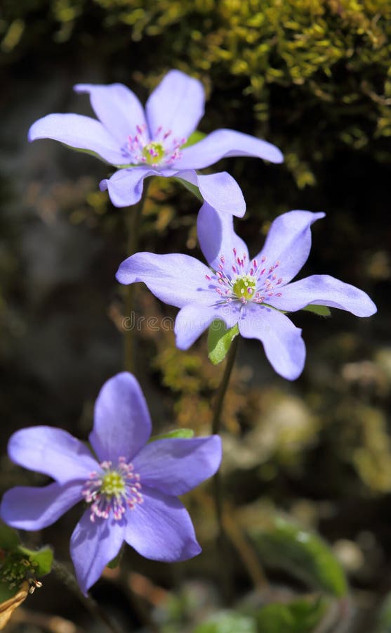 Anemone hepatica. stock image. Image of forest, liverwort - 108193555