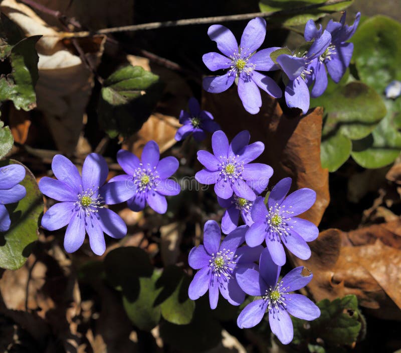 Anemone hepatica. stock image. Image of forest, liverwort - 108193555