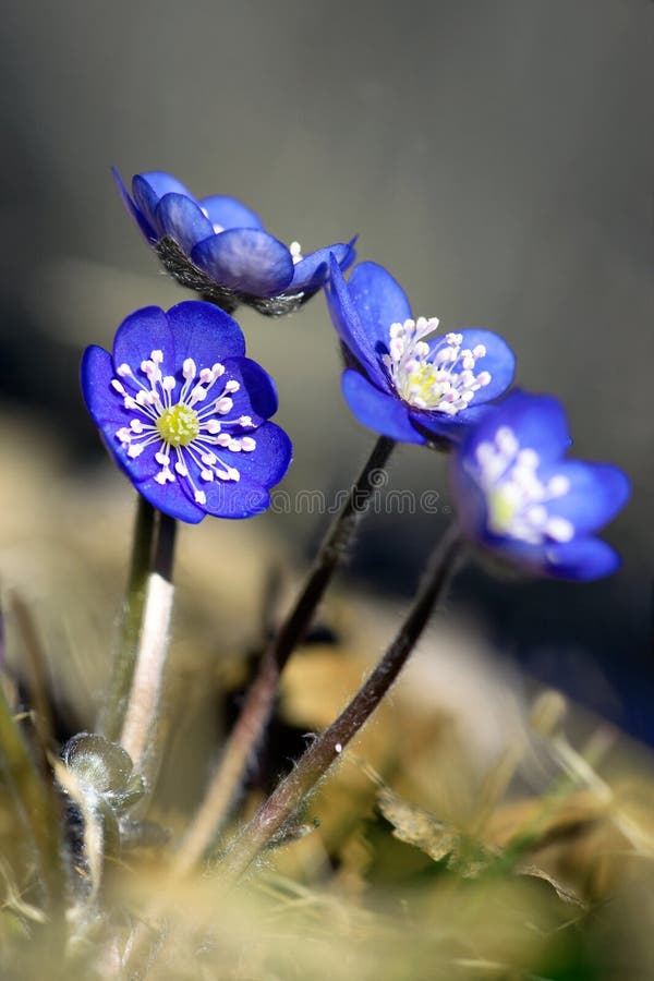 Anemone hepatica stock image. Image of closeup, flower - 30526391