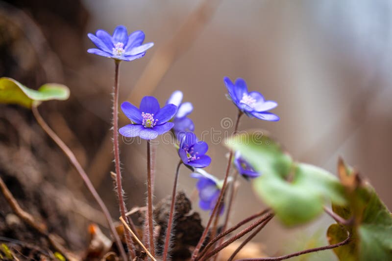 Anemone Hepatica Flower in Detail View on Blurred Background Stock ...