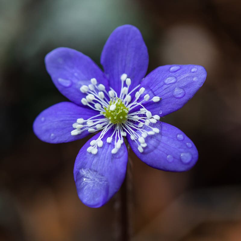 Anemone hepatica stock image. Image of spring, flower - 13584317