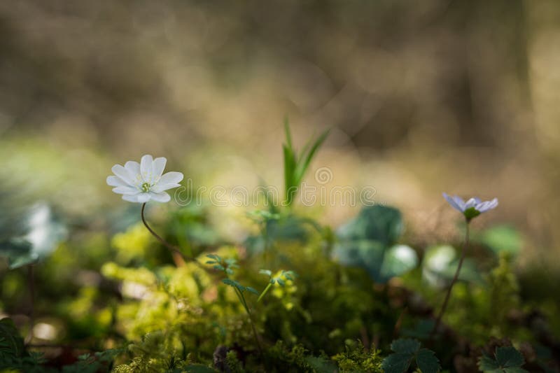 Anemone Hepatica Flowers Blooming in Spring Forest Stock Image - Image ...