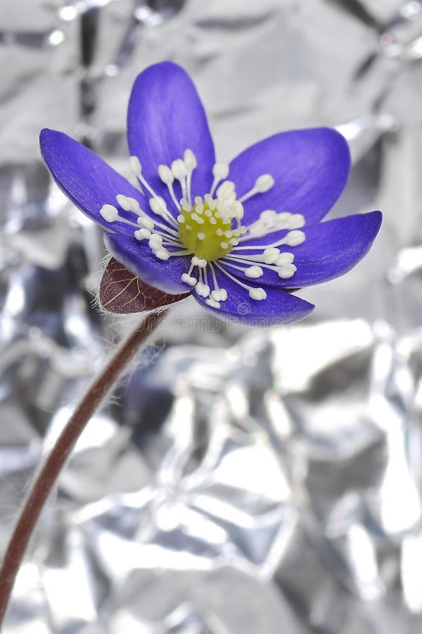 Anemone hepatica stock photo. Image of freshness, light - 61704238