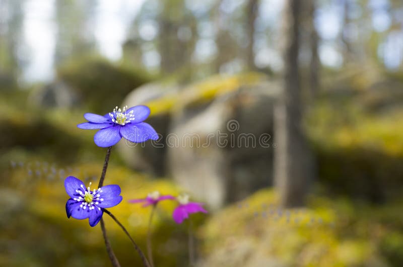 Anemone Hepatica in Spring Landscape Stock Photo - Image of scandinavia ...