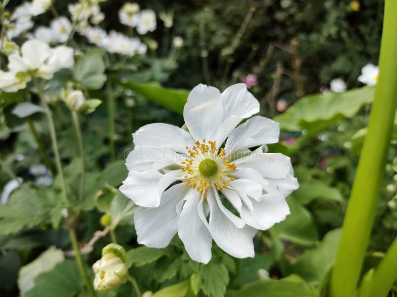 Anemone X Hybrida Andrea Atkinson Stock Photo - Image of spring ...