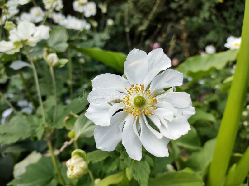 Anemone X Hybrida Andrea Atkinson Stock Image - Image of spring, flora ...