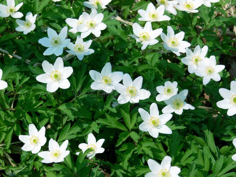 Anemone nemorosa stock image. Image of fragrance, little - 2170259