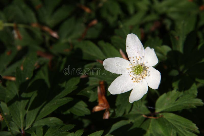 Anemone Nemorosa is an Early-spring Flowering Plant in the Genus ...