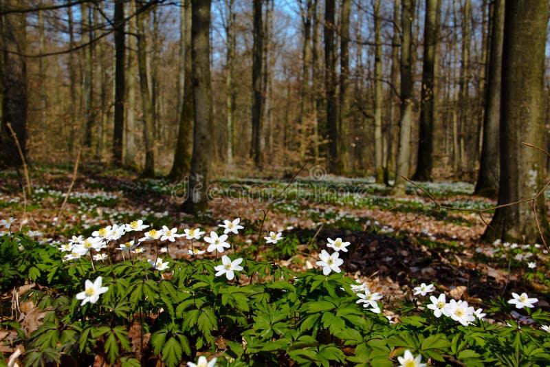 Anemone Nemorosa is an Early-spring Flowering Plant in the Genus ...