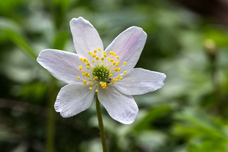 Anemone Nemorosa is an Early-spring Flowering Plant in the Genus ...