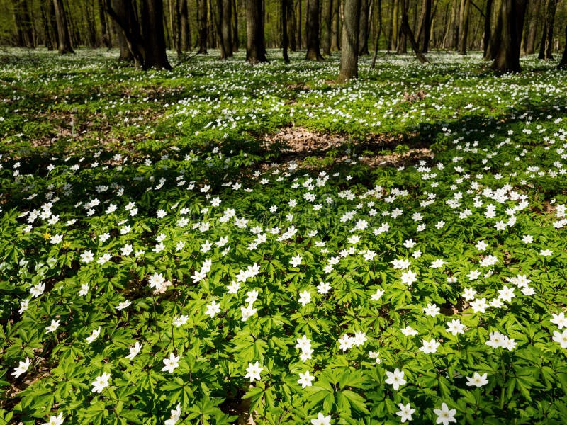 In the Spring Forest, Blooming Forests of Anemone Nemoras Stock Image ...