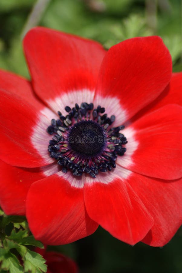 Anemone stock image. Image of center, pasque, windflower - 69313413