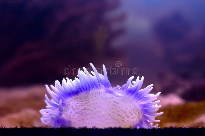 Anemone Sea Life in Purple Colour Stock Photo - Image of underwater ...