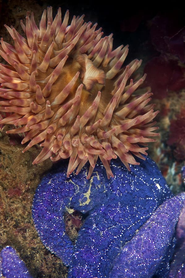 Anemone with Sea Star stock photo. Image of north, invertebrate - 19279918