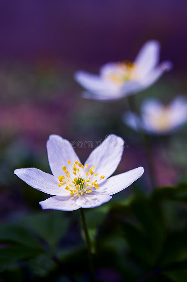 Anemone Spring Little Flower Stock Photo - Image of green, leaves: 83873226