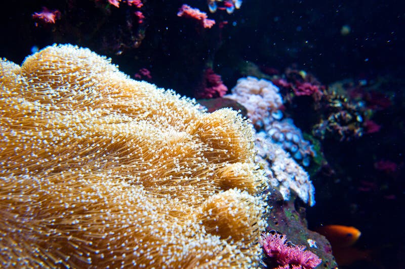 Anemone - Terrestrial Flower Stock Photo - Image of underwater, polyps ...