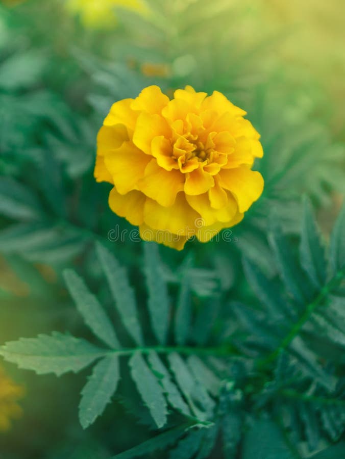 Soft Lemon Yellow Marigold. Stock Photo - Image of garden, decoration ...