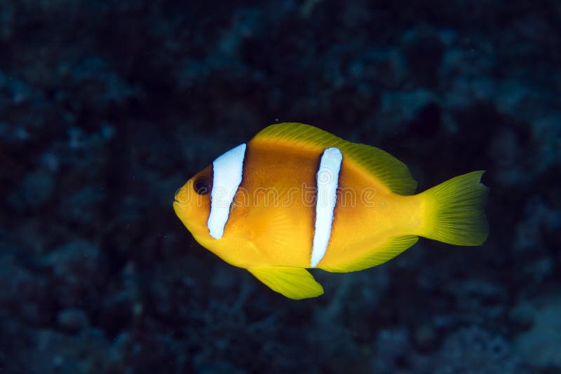 Poissons Jaunes Lumineux Sous-marins Sur Le Fond Du Corail En Mer Rouge ...