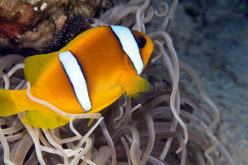 Paires De La Mer Rouge Bannerfish Image stock - Image du sinaï, océan ...