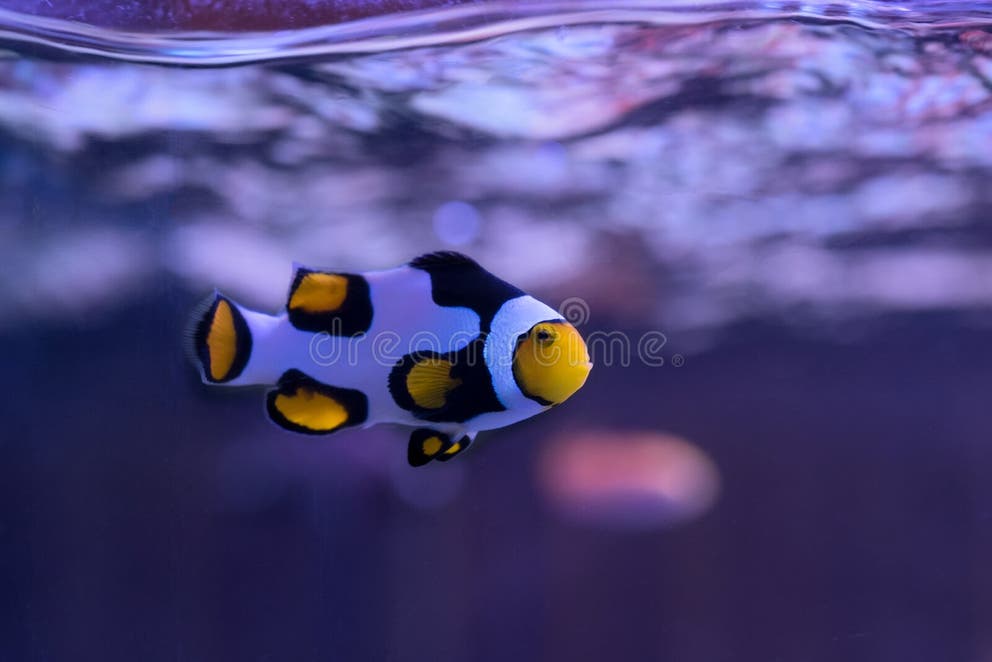 Anemonefish, Clownfish, Nemo Focus at Eye of Fish Stock Image - Image ...