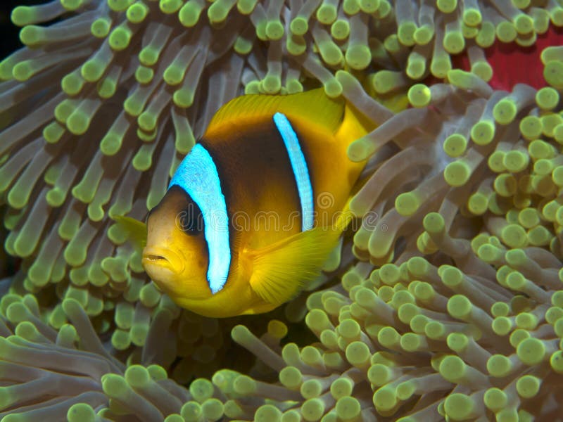 Anemonefish De La Mer Rouge Photo stock - Image du rouge, plongée: 29920928