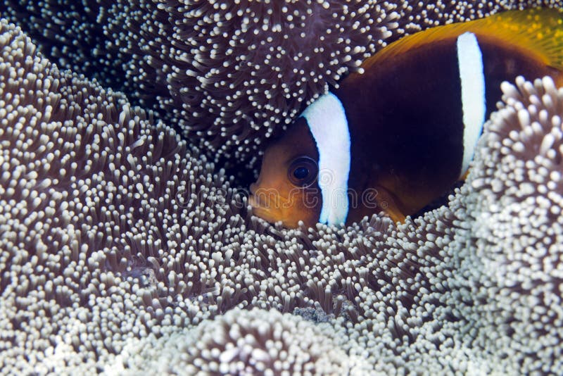 Anemonefish in a Haddon S Anemone Stock Photo - Image of underwater ...