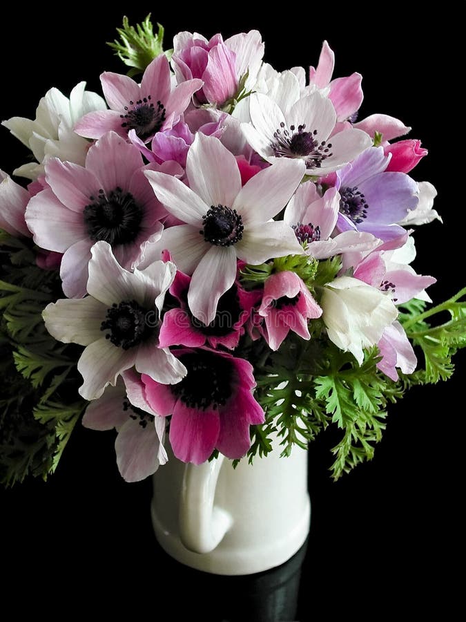 Anemoner fotografering för bildbyråer. Bild av magentafärgat - 14067281