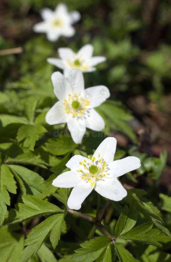 Anemoner (anemonnemorosa) I Typisk Ljus Skog Arkivfoto - Bild av natur ...