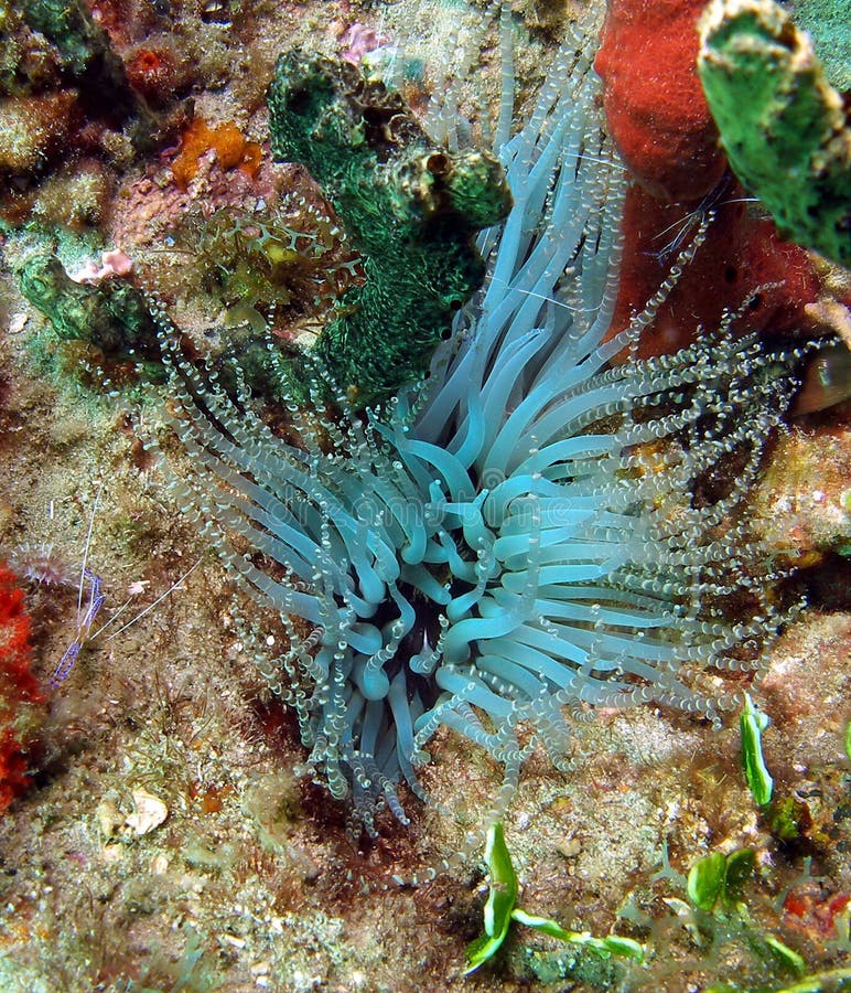 Anemones stock photo. Image of natural, underwater, season - 10040298