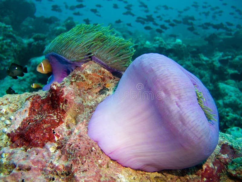 Retracted Anemone stock photo. Image of retracted, underwater - 240592