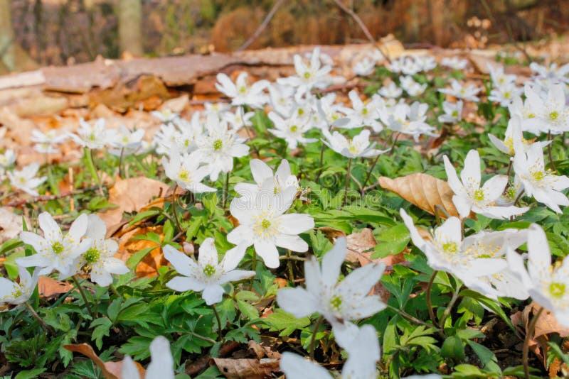 Anemones stock photo. Image of green, florescence, beauty - 53070690