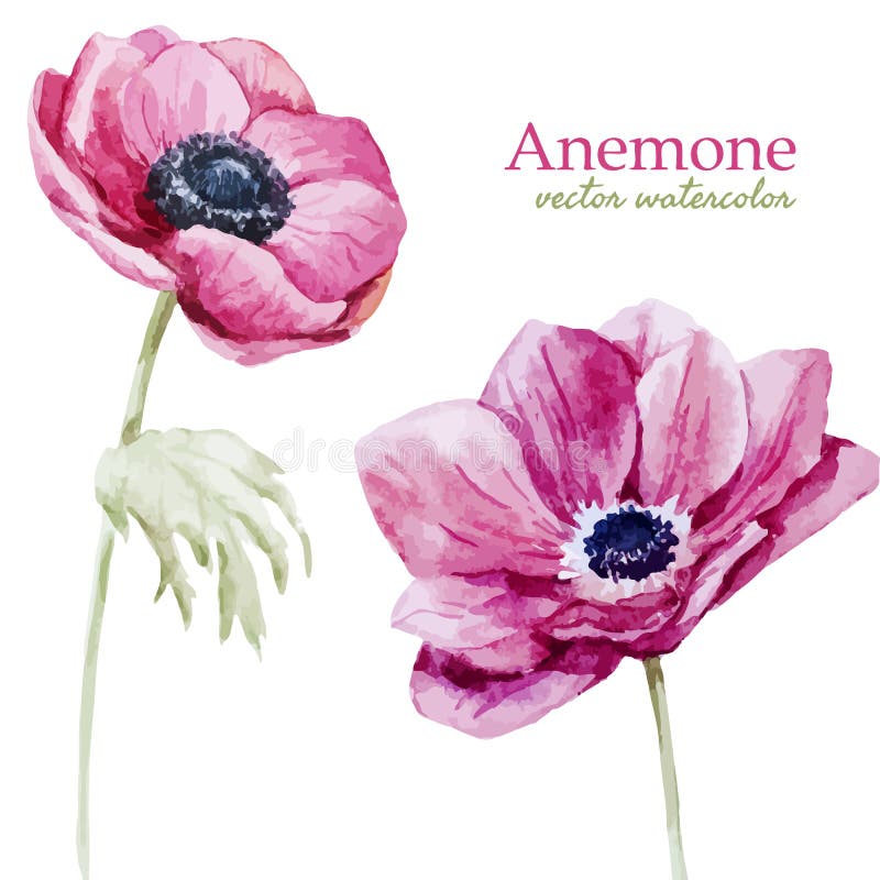 Anemones stock vector. Illustration of hand, like, elegant - 51278432