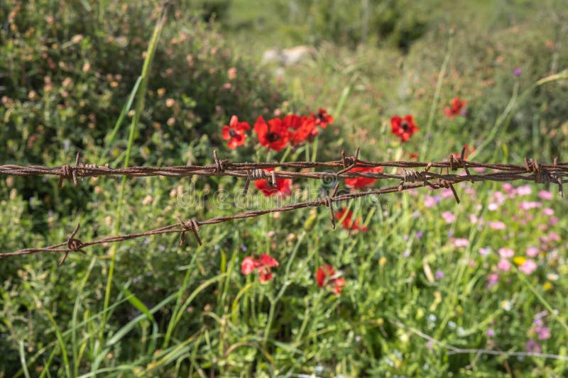 Anemones Bloom Behind Barbed Wire Stock Image - Image of plant, barbed ...
