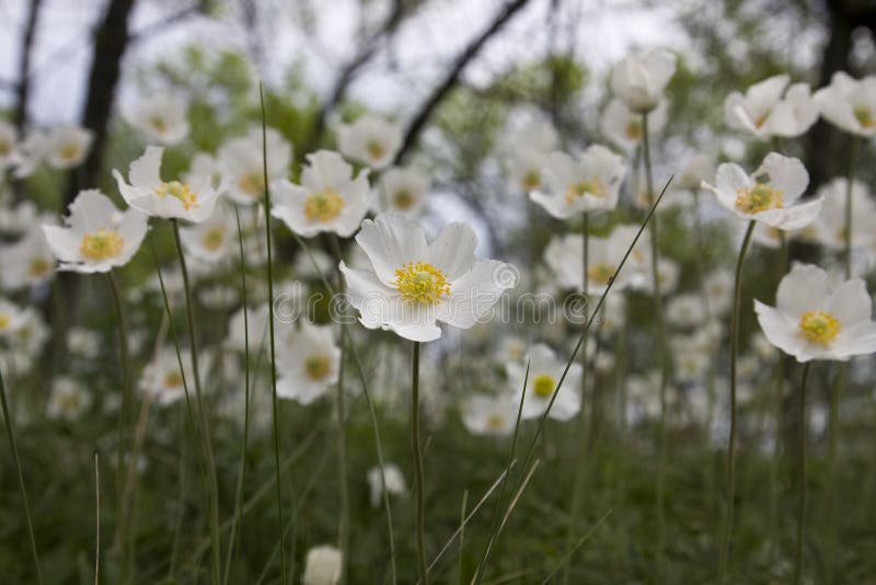 Anemones bloom in spring stock photo. Image of nature - 51954252