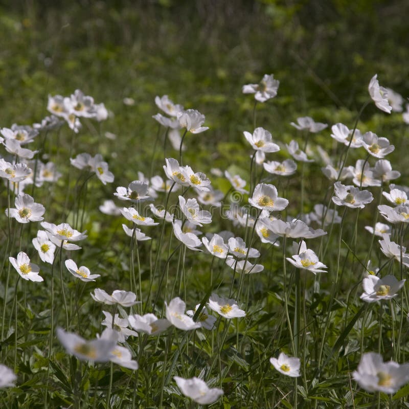 Anemones Bloom in the Spring Stock Image - Image of season, garden ...