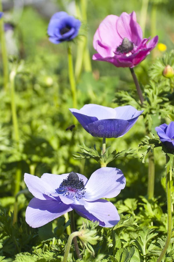 Anemones Blooming in Multi Colors Stock Photo - Image of azure ...