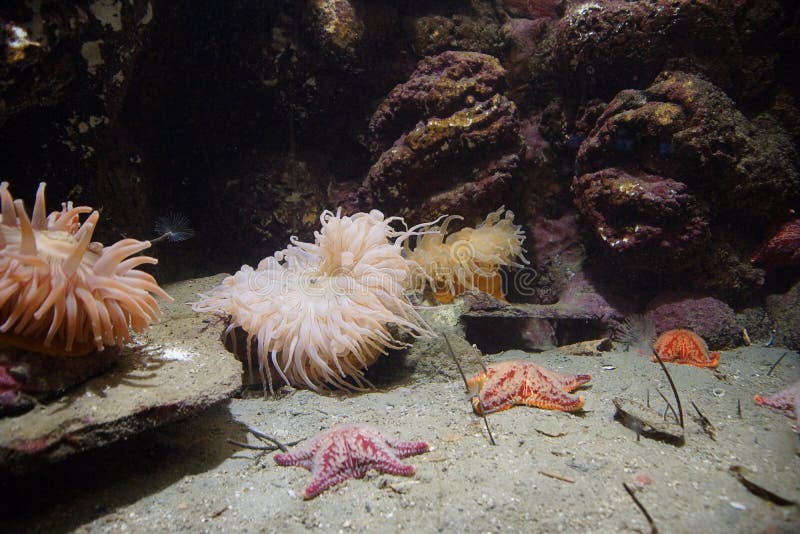 Anemones and Bright Starfish Under the Sea Stock Image - Image of salt ...