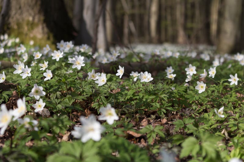 Anemones Decorating the Forest Floor, Denmark Stock Photo - Image of ...
