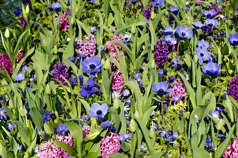 Spring Flower Mix, Flowering Spring Flowers Like Pink and Violet ...