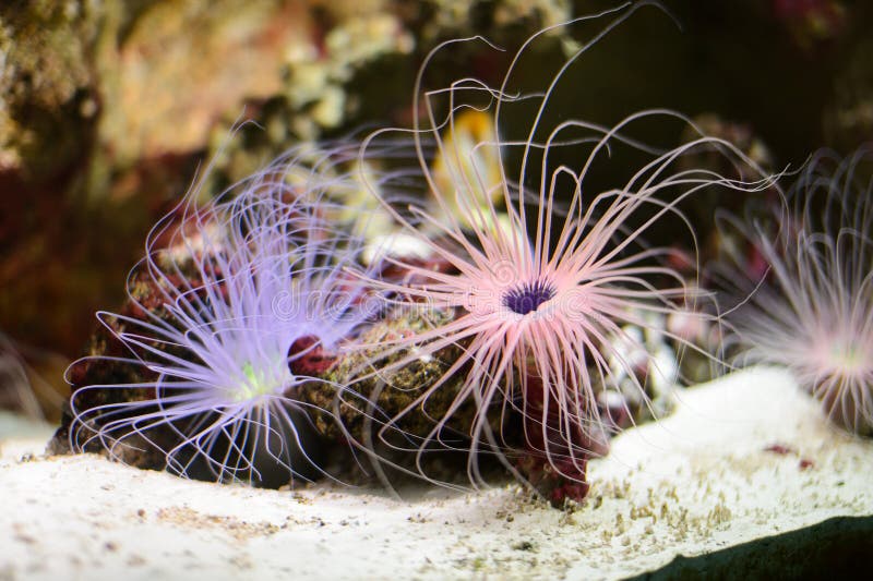 Anemones Pink and Blue, Sea Anemones Coral Polyps Stock Image - Image ...