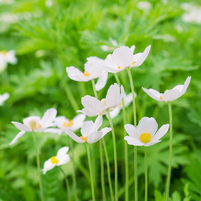 Anemones white flowers stock photo. Image of land, gardening - 36014326