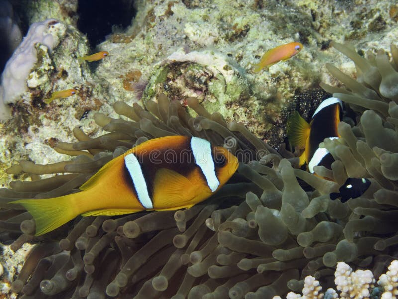 Anemonfishes Swimming Around Corals. Stock Photo - Image of water ...