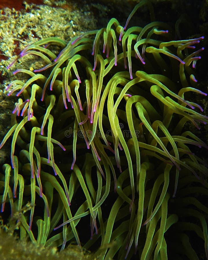 Anemonia Sulcata, Sea Anemone O Sea Nettle Stock Image - Image of ...