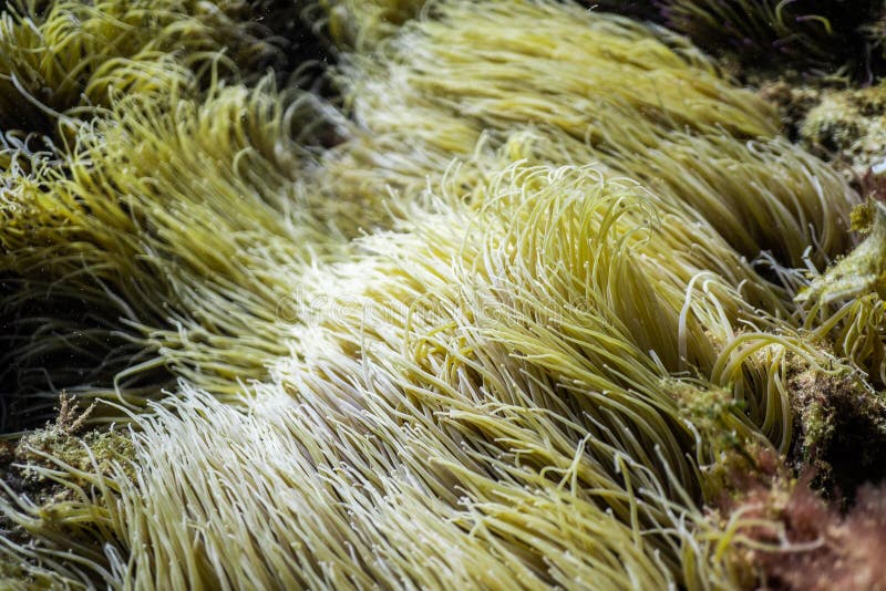 Anemonia Sulcata, Sea Anemone Tentacles, Mediterranean Sea Stock Photo ...