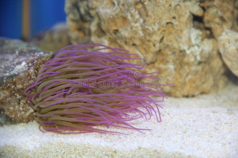 Anemonia viridis stock photo. Image of anemonia, viridis - 48950140