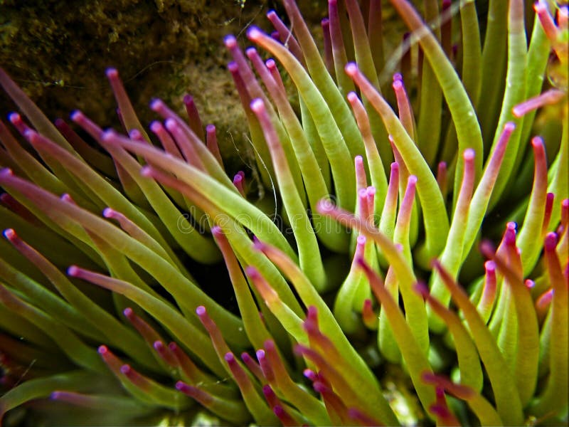 Snakelocks stock photo. Image of acquatic, subacqua - 193184420