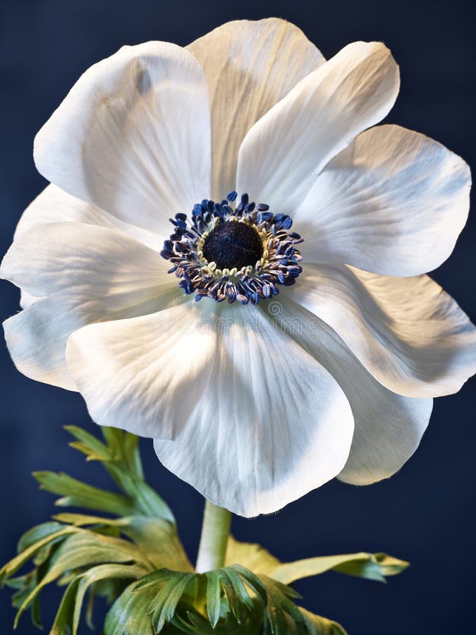 Anemoon op metaal stock afbeelding. Image of anemoon - 34956381