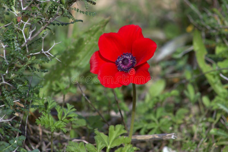 Anemoon, wilde bloem stock foto. Image of leven, romaans - 49668440