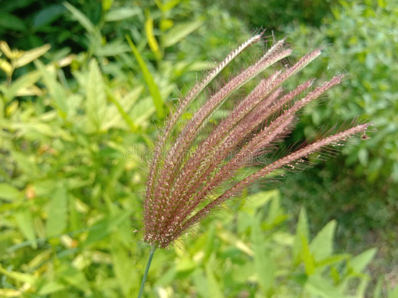 Anemophily Plant Photos - Free & Royalty-Free Stock Photos from Dreamstime