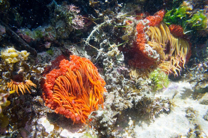 Anenome Anaranjado Grande En La Charca Imagen de archivo - Imagen de ...